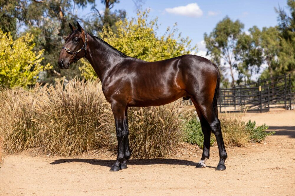 Nutrien Equine Standardbred – Australian Standardbred Sales, Nutrien ...