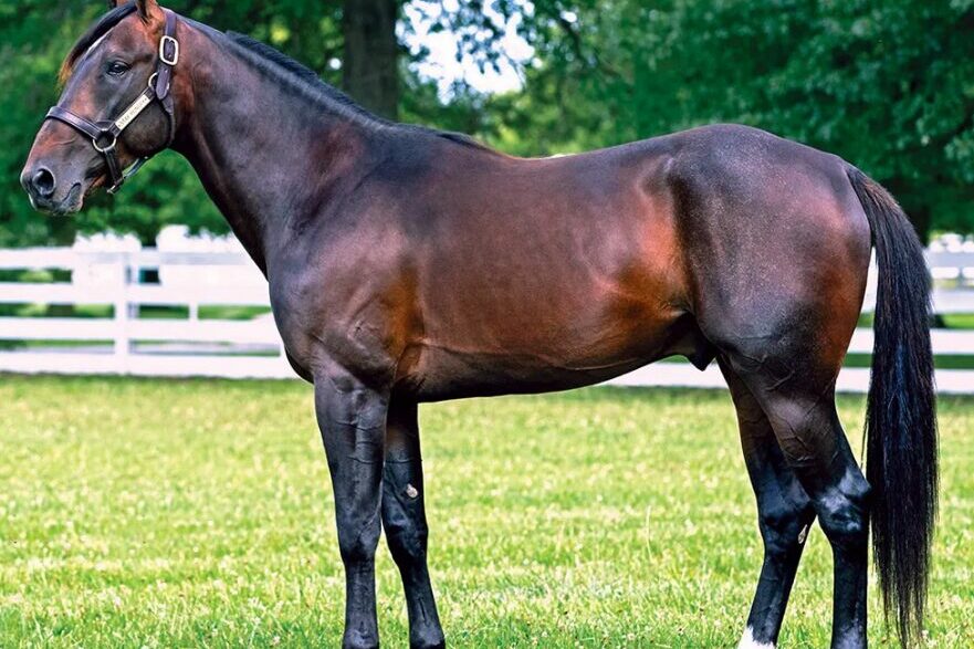 Nutrien Equine Standardbred – Australian Standardbred Sales, Nutrien ...