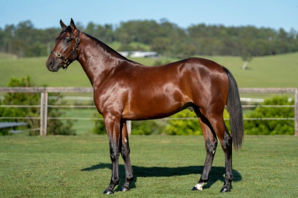 Nutrien Equine Standardbred – Australian Standardbred Sales, Nutrien ...
