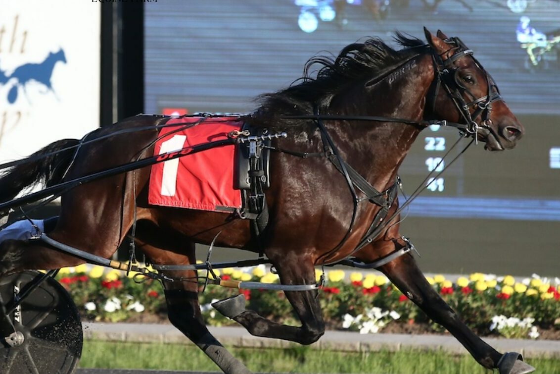 Nutrien Equine Standardbred – Australian Standardbred Sales, Nutrien ...