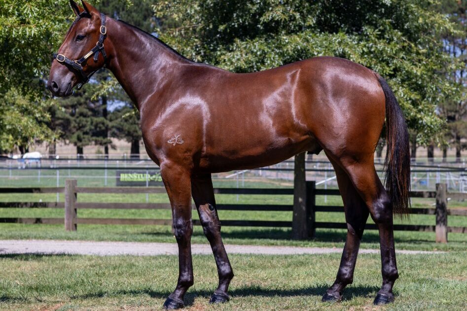 Nutrien Equine Standardbred – Australian Standardbred Sales, Nutrien ...