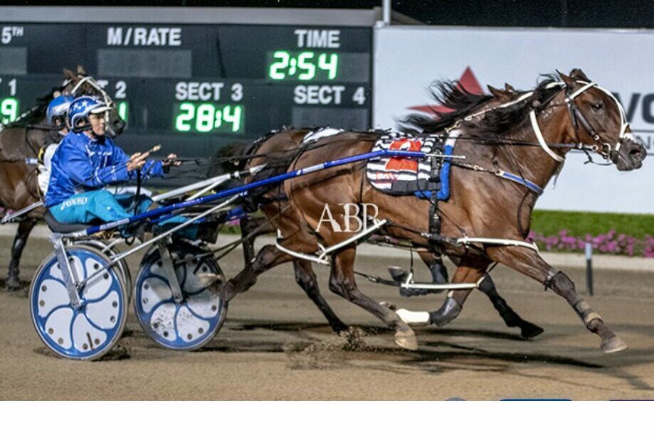 Nutrien Equine Standardbred – Australian Standardbred Sales, Nutrien ...