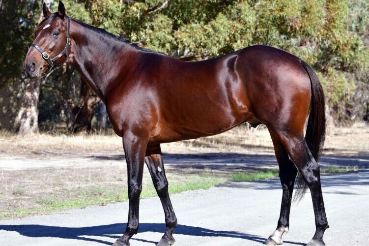 Nutrien Equine Standardbred – Australian Standardbred Sales, Nutrien ...