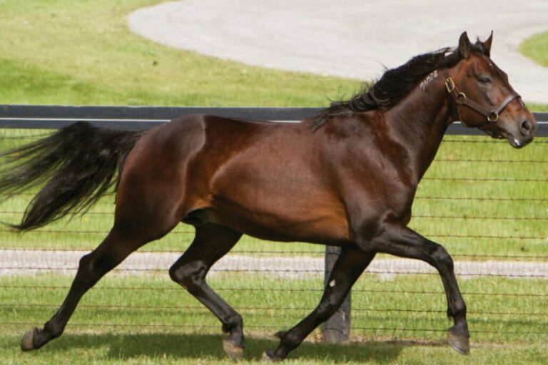 Nutrien Equine Standardbred – Australian Standardbred Sales, Nutrien ...