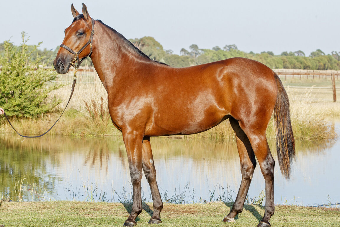 Nutrien Equine Standardbred – Australian Standardbred Sales, Nutrien ...