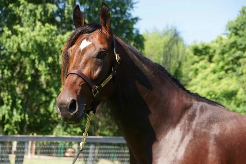 Nutrien Equine Standardbred – Australian Standardbred Sales, Nutrien ...