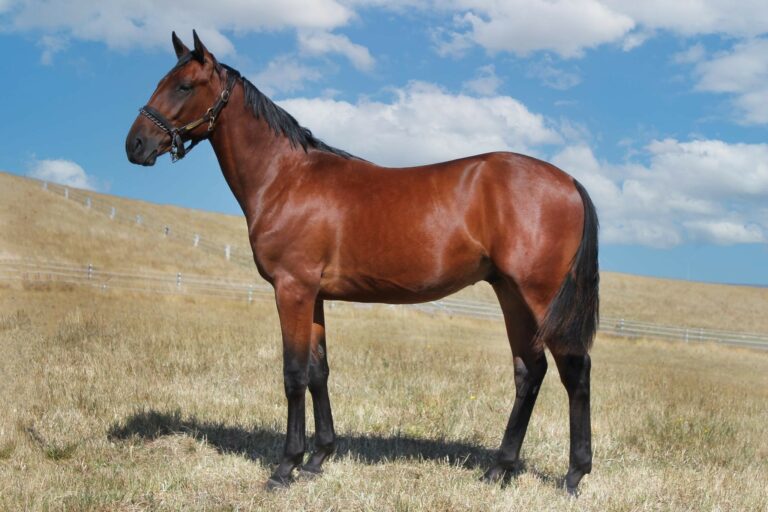 Nutrien Equine Standardbred – Australian Standardbred Sales, Nutrien ...